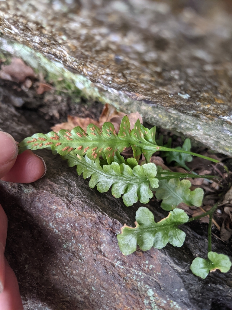 lobed spleenwort in February 2021 by Matthew Moskwik · iNaturalist