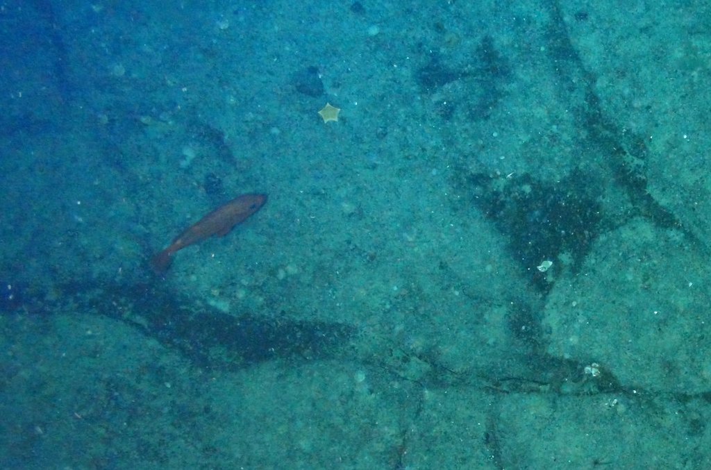 Cookie Star (EA13) (!!Phasing out!!... Marine Life of the Northeast ...