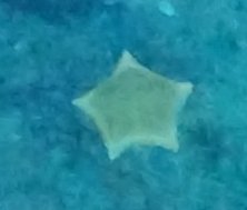 Cookie Star (OTU EA13) (Waterways of BC's Central Coast (a MLNEP guide ...