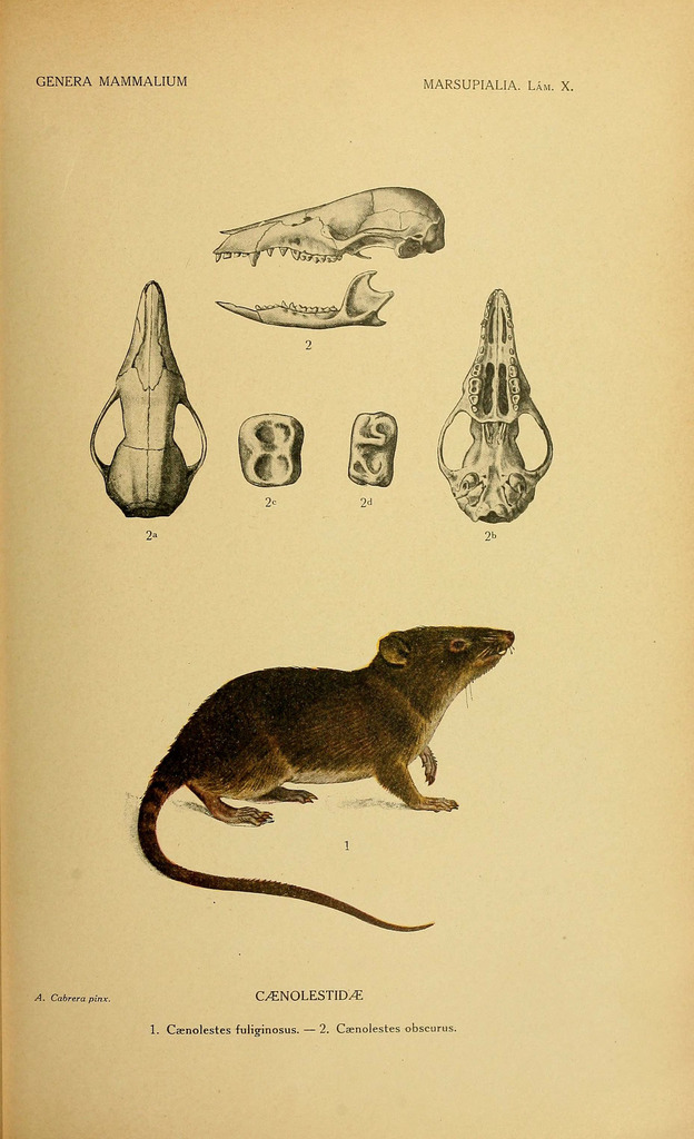 Shrew Opossums (Paucituberculata) - Know Your Mammals