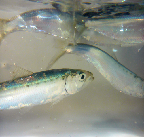 Sardines (Genus Sardinops) · iNaturalist