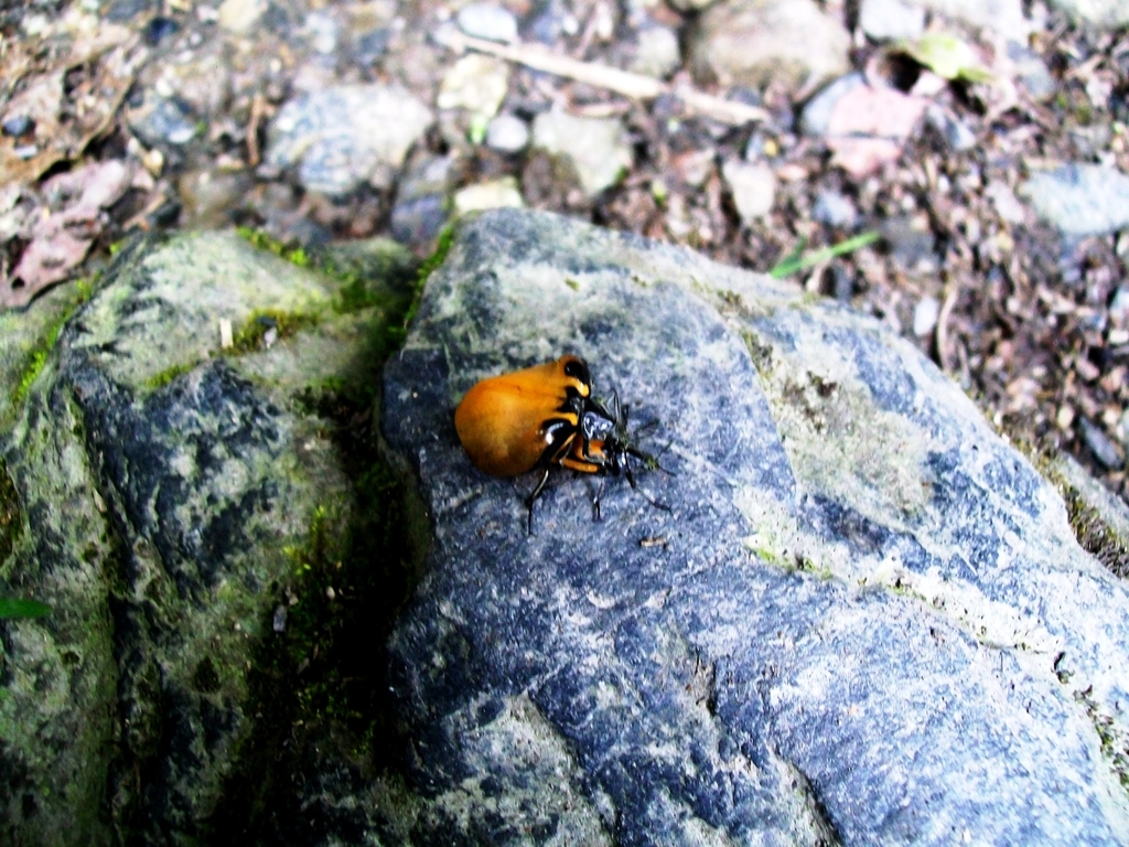 Chalcas fumata from Boconó 3103, Trujillo, Venezuela on January 18 ...