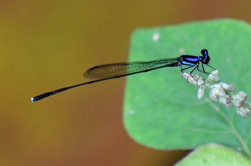 Collared Threadtail from Novena, Singapore on February 27, 2021 at 09: ...