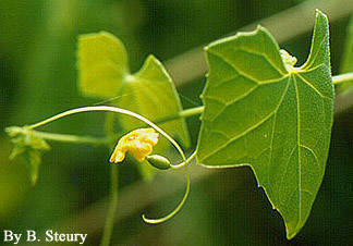 creeping cucumber (Melothria pendula) - Botanical Realm
