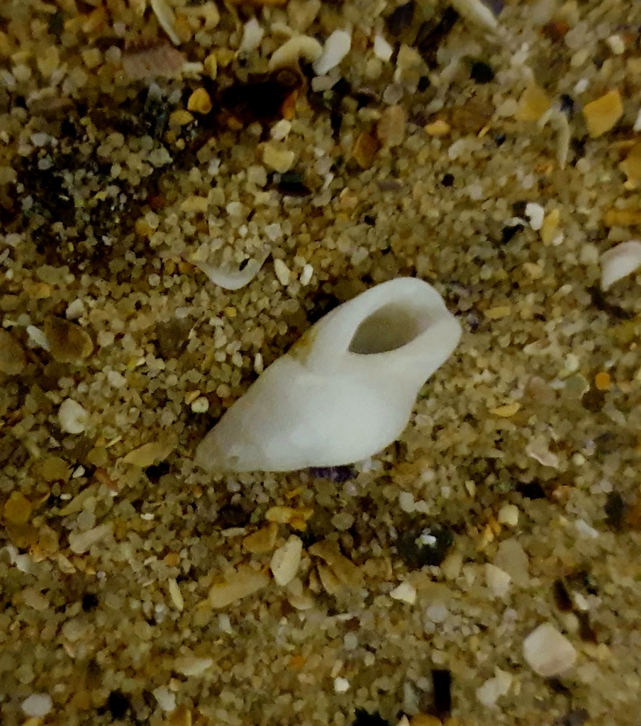 yellow-coated clusterwink from Sydney NSW, Australia on February 26 ...