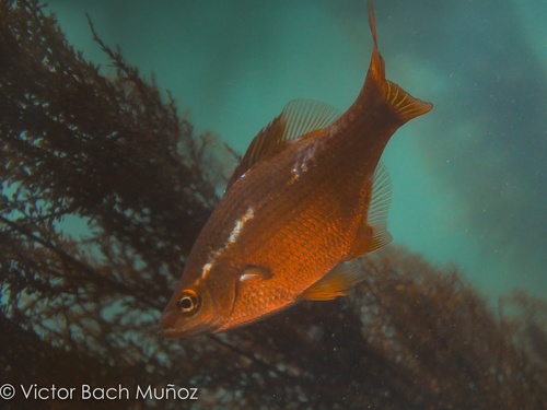 Kelp Surfperch (Saltwater Fish of California) · iNaturalist