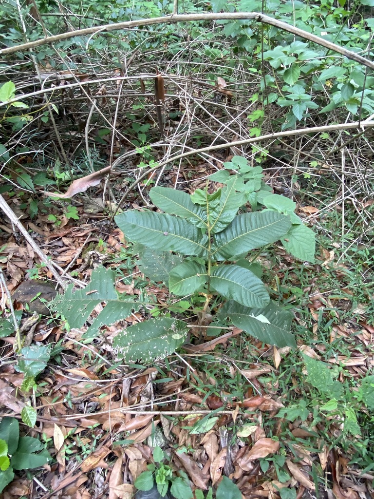 Australian tamarind from Undullah QLD 4285, Australia on February 27 ...