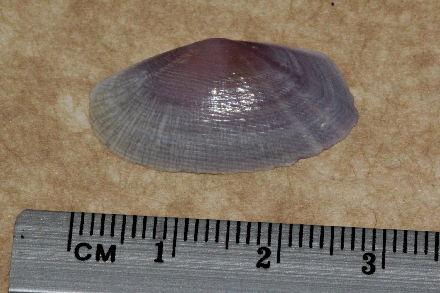 Gari truncata (Linnaeus, 1767)