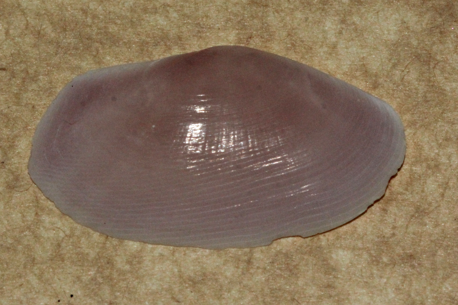 Gari truncata (Linnaeus, 1767)