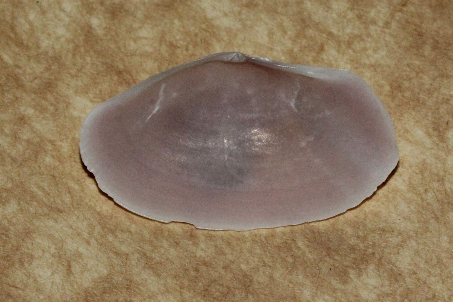 Gari truncata (Linnaeus, 1767)