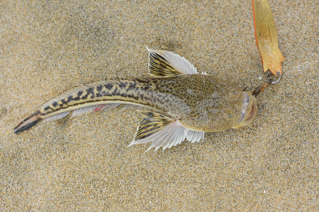 Estuary Stargazer from Papatowai 9586, New Zealand on February 28, 2021 at 01:43 PM by Ari & Mac ...