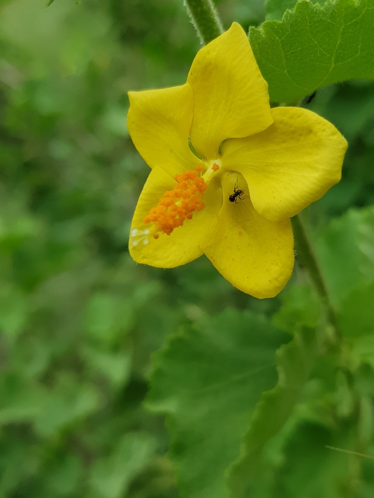 Hibiscus subreniformis from Croc River Reserve on February 27, 2021 at ...