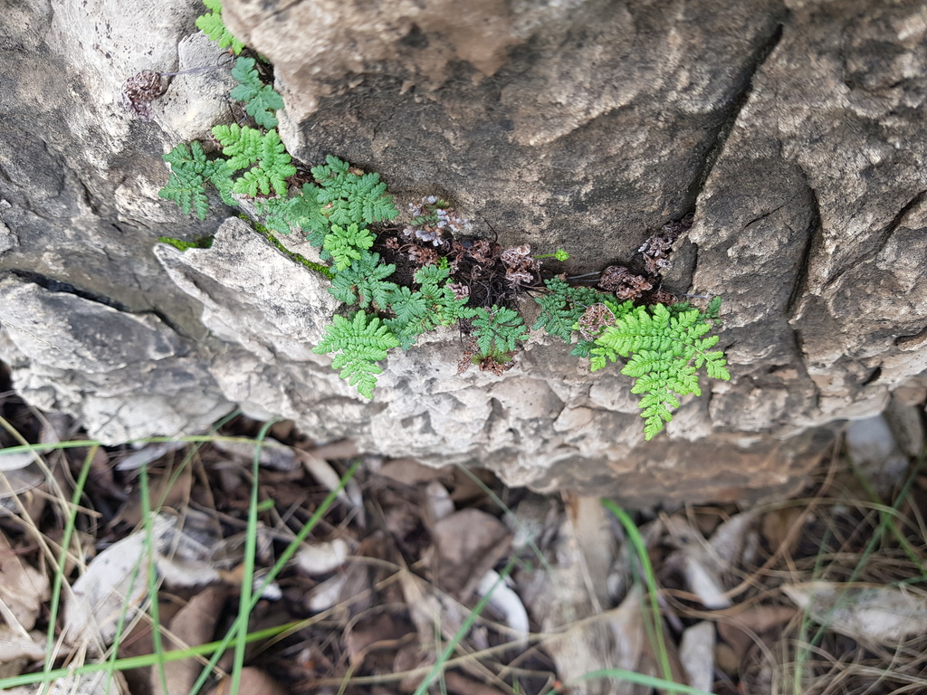 Cluster Fern from Croc River Reserve on February 27, 2021 at 10:52 AM ...