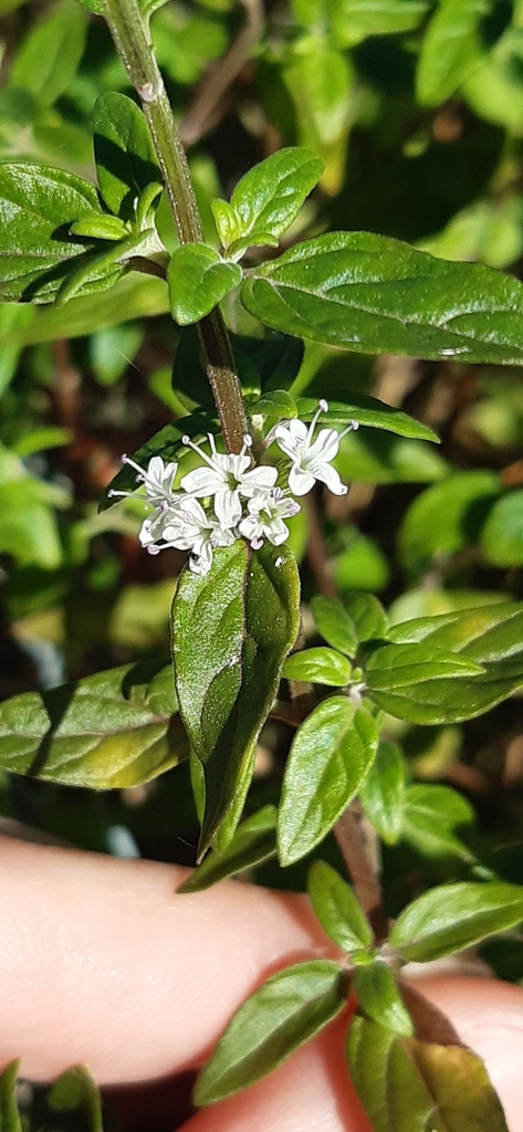 Native River Mint from Brunswick East VIC 3057, Australia on February ...