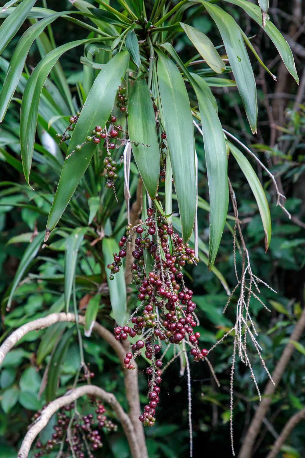 Cordyline Stricta