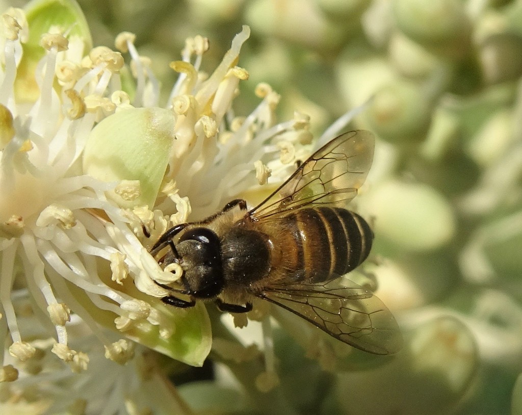 Asian Honey Bee from West Coast Park, Singapore on February 28, 2021 at ...