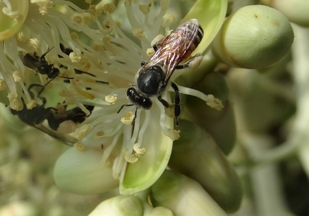 Red Dwarf-Honey bee from West Coast Park, Singapore on February 28 ...
