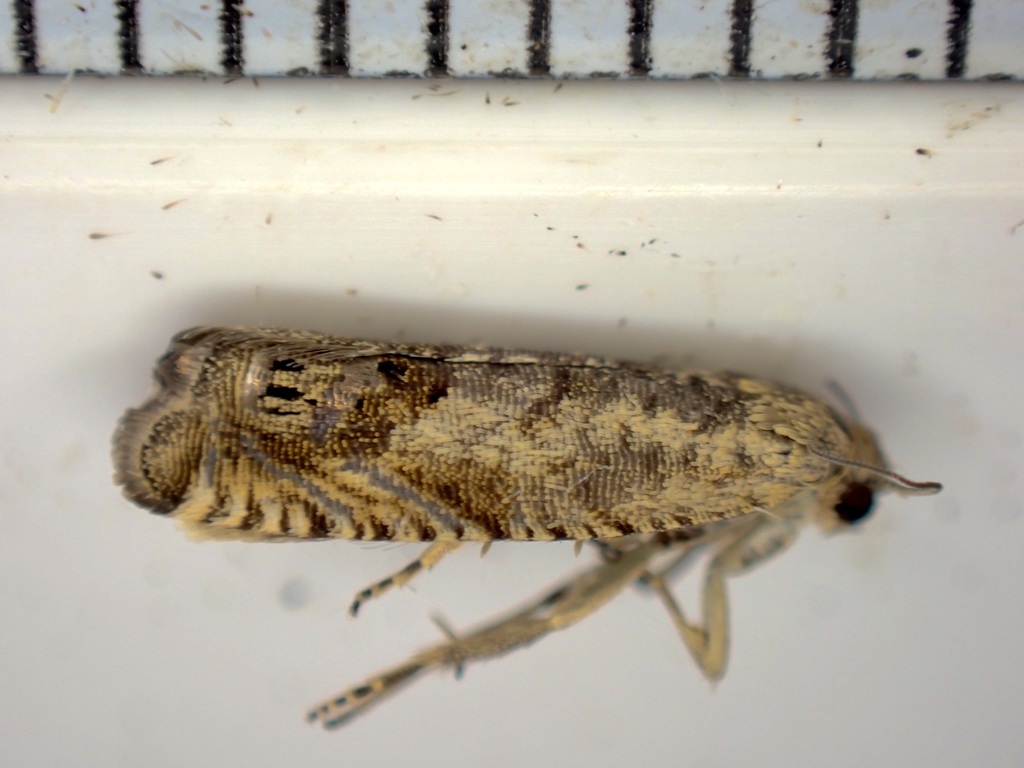 Gorse Pod Moth (Micro-Moths of New Zealand's North Island) · iNaturalist