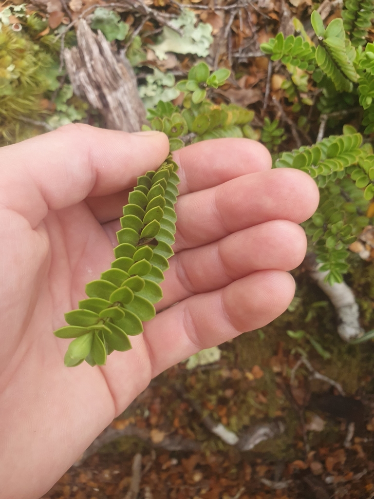 Veronica vernicosa from Mount Richmond Forest Park, NZ-MA, NZ-MA-MB, NZ ...