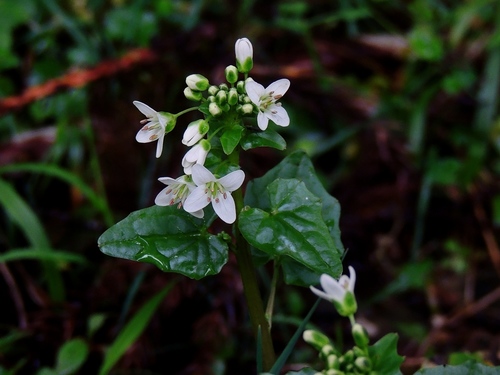 Photo 114273850, (c) Jacy Chen, some rights reserved (CC BY), uploaded ...