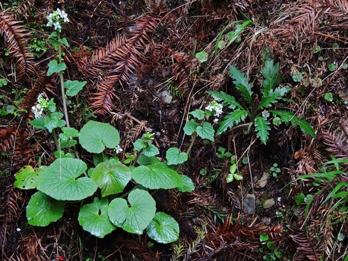 Photo 114273867, (c) Jacy Chen, some rights reserved (CC BY), uploaded ...