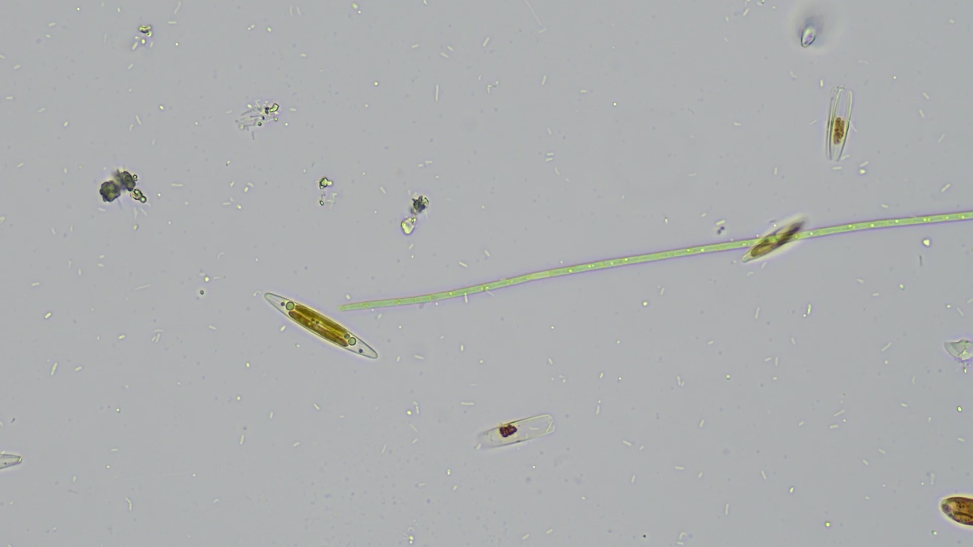 Limnothrix redekei (Goor) M.-E.Meffert