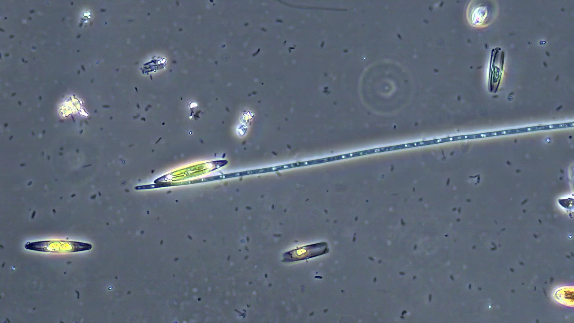 Limnothrix redekei (Goor) M.-E.Meffert