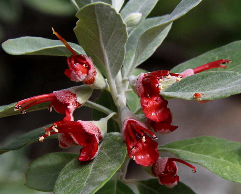 Teucrium heterophyllum brevipilosum from NW Anaga, west of Chinamada ...