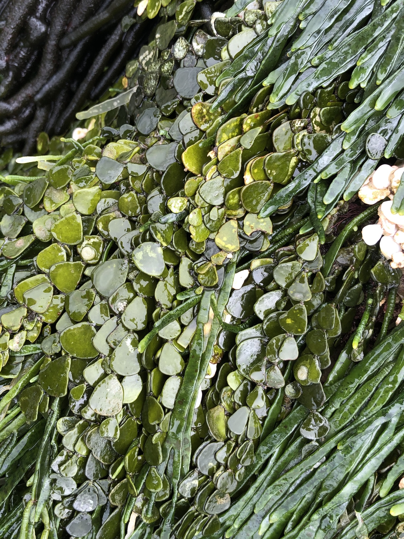 Halimeda cuneata K.Hering