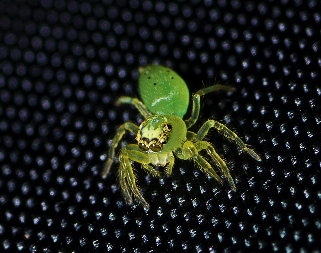 Green Jumping Spider from Freshwater national park on February 28, 2021 ...