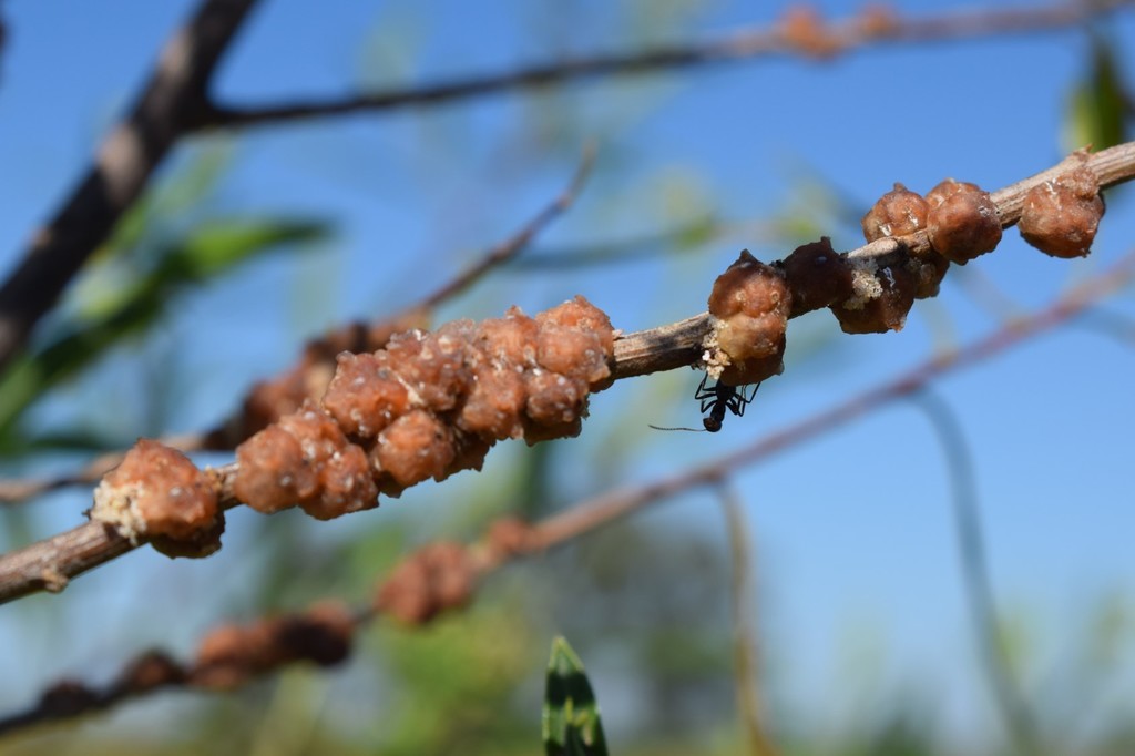 Wax Scales from Departamento Las Colonias, Santa Fe, Argentina on ...