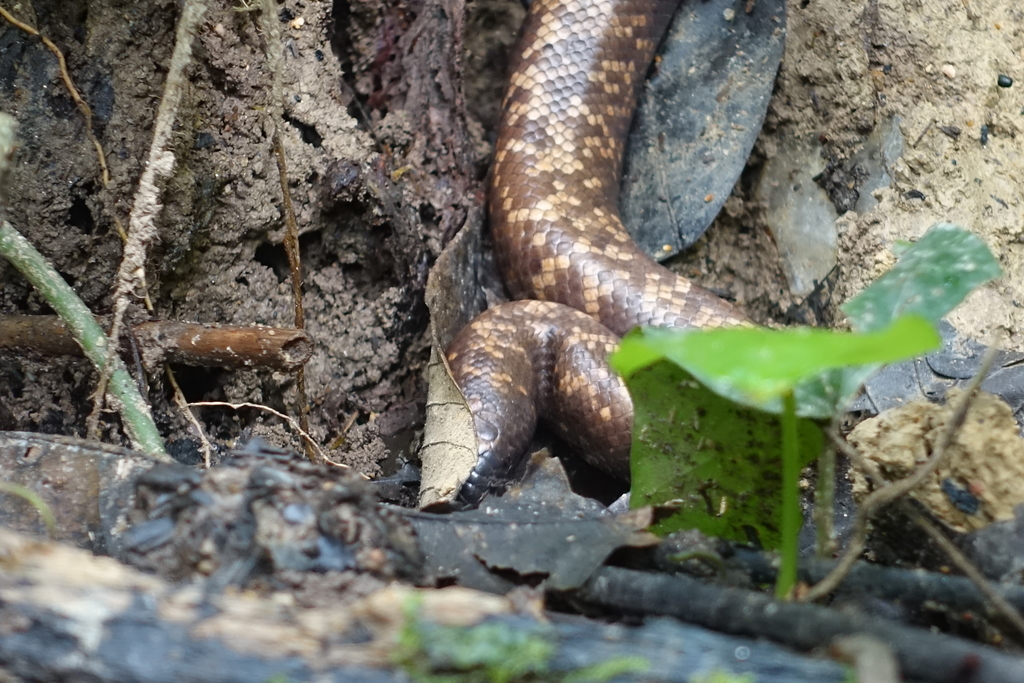 African Burrowing Python from Lekoko Department, Gabon on February 26 ...