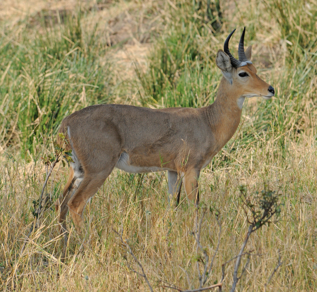 Southern Reedbuck from Ehlanzeni, South Africa on November 4, 2010 at ...