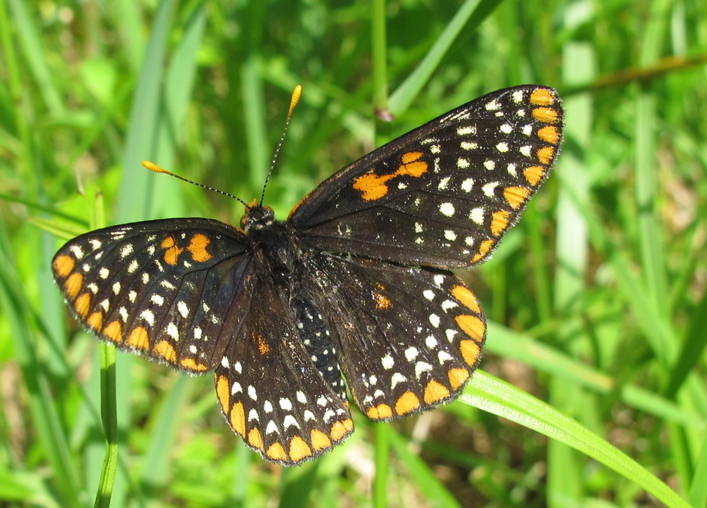 Baltimore Checkerspot from Mill Hill Preservation Area, Upper Hanover ...