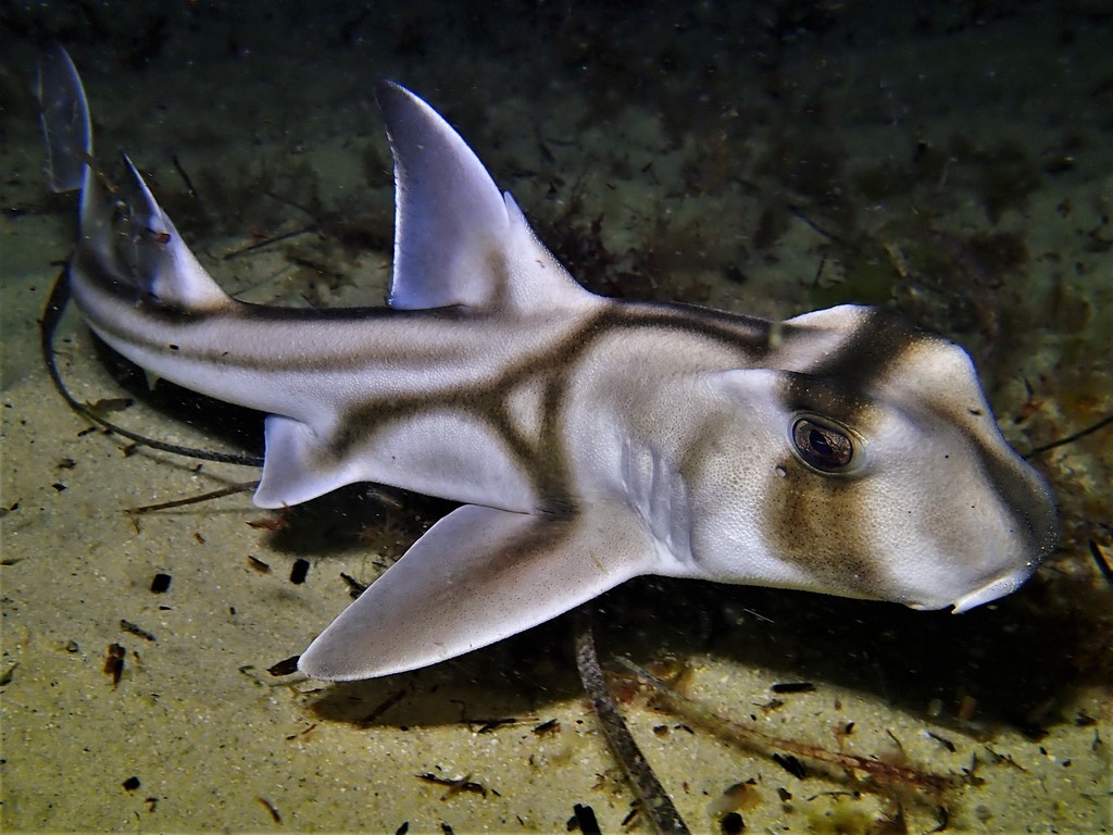 Port Jackson Shark (Heterodontus portusjacksoni) - Marine Life ...