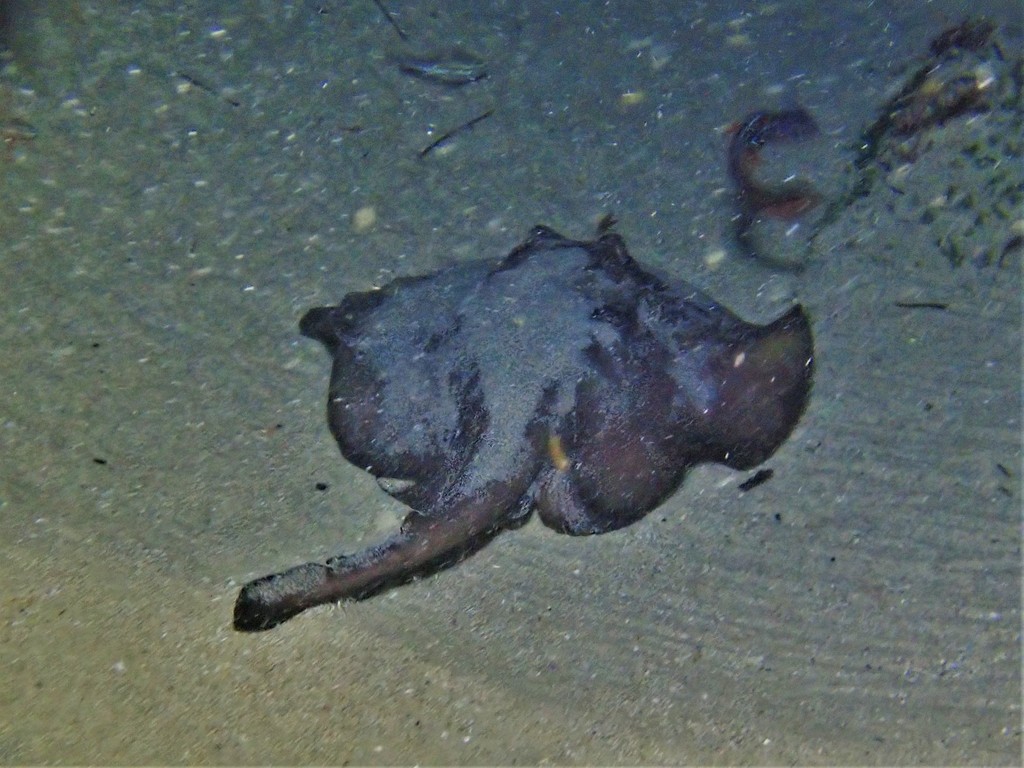 Striped Stingaree from N Mole Dr, North Fremantle WA 6159, Australia on ...
