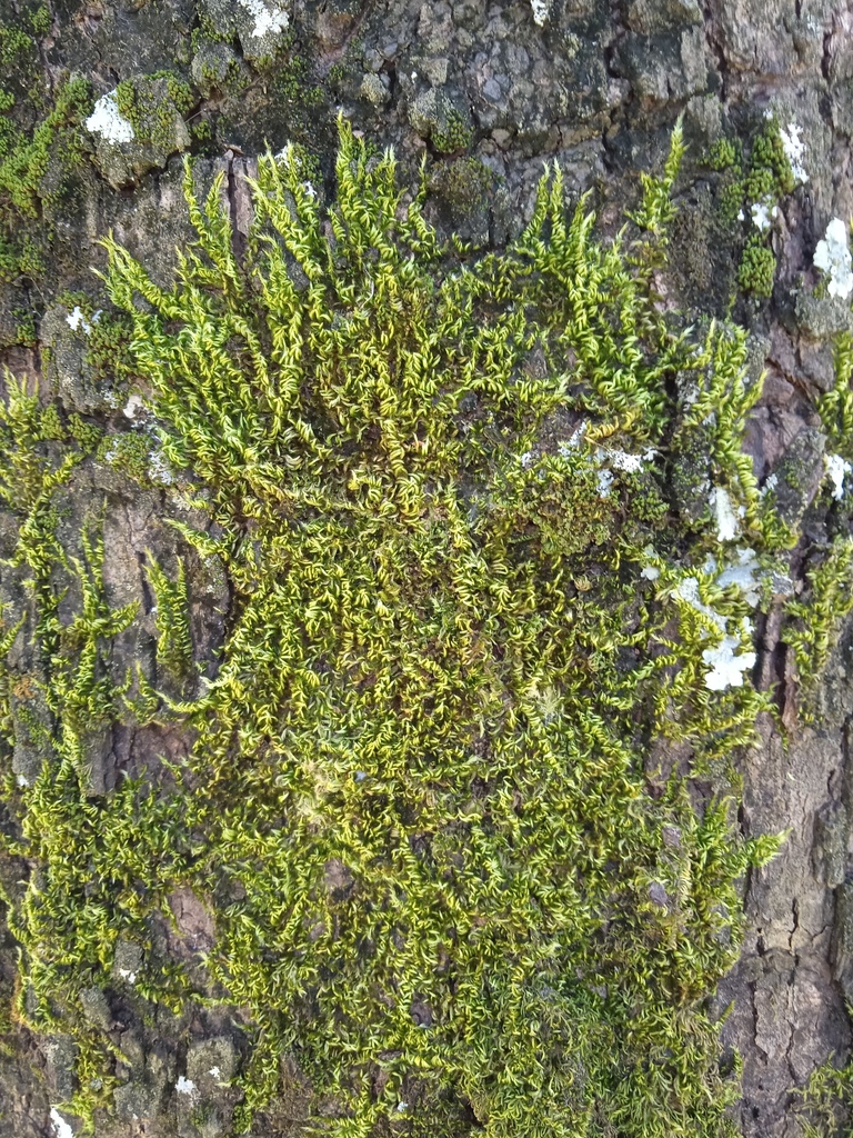 Silky Wall Feather-moss from Lisboa, Portugal on February 28, 2021 at ...