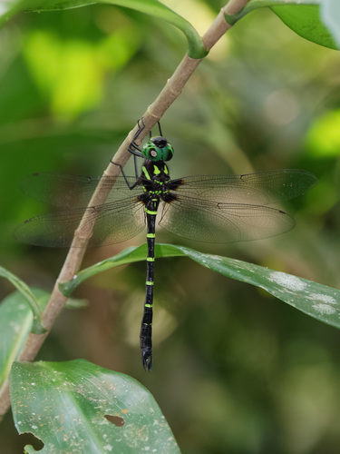 Junglehawker (Indaeschna grubaueri) · iNaturalist