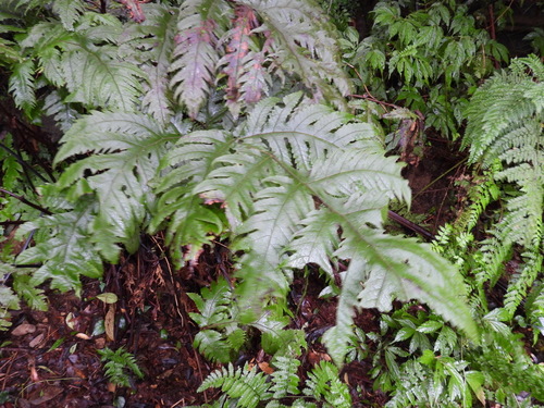 Tectaria griffithii · iNaturalist United Kingdom