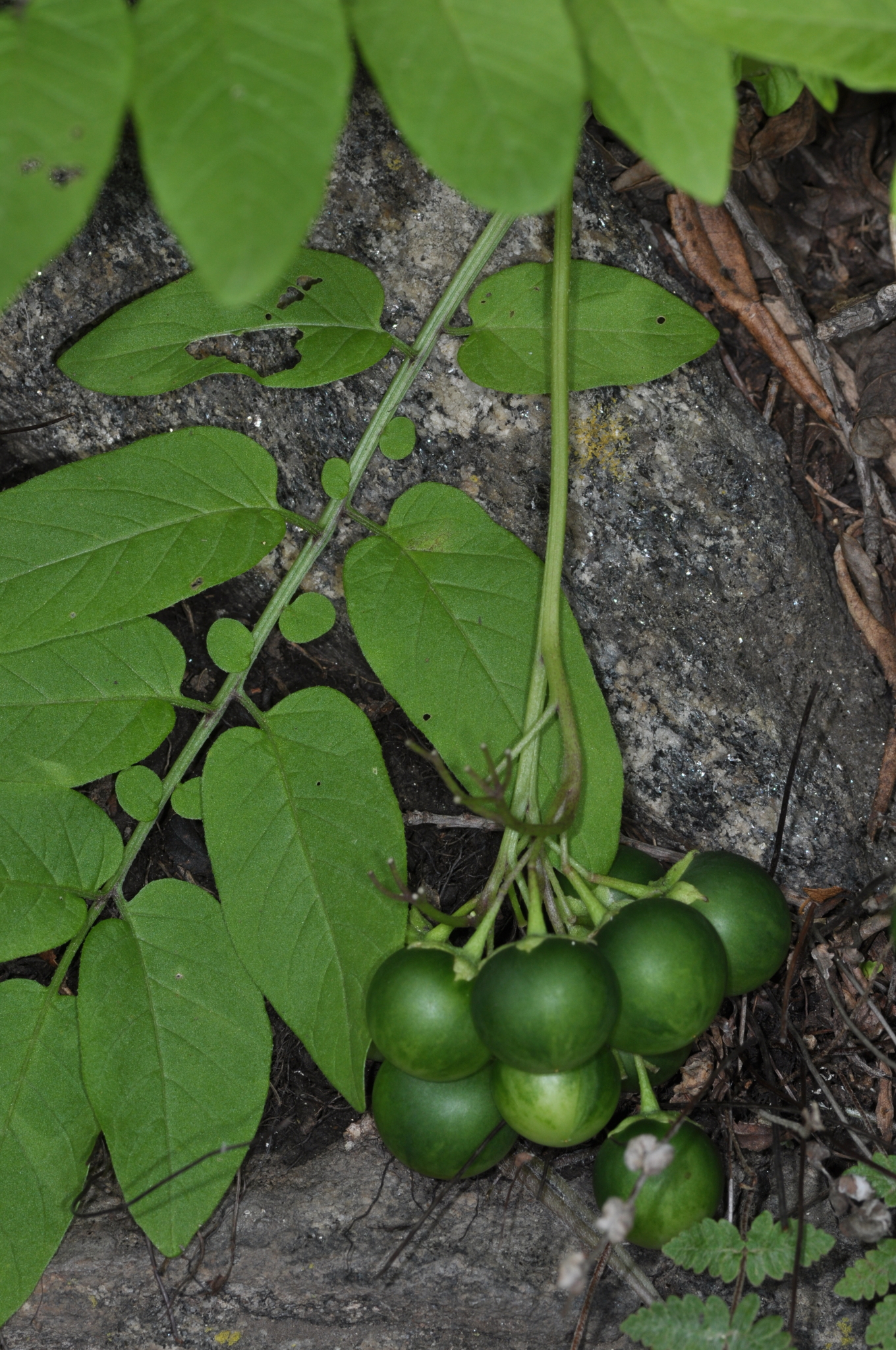Solanum chacoense Bitter