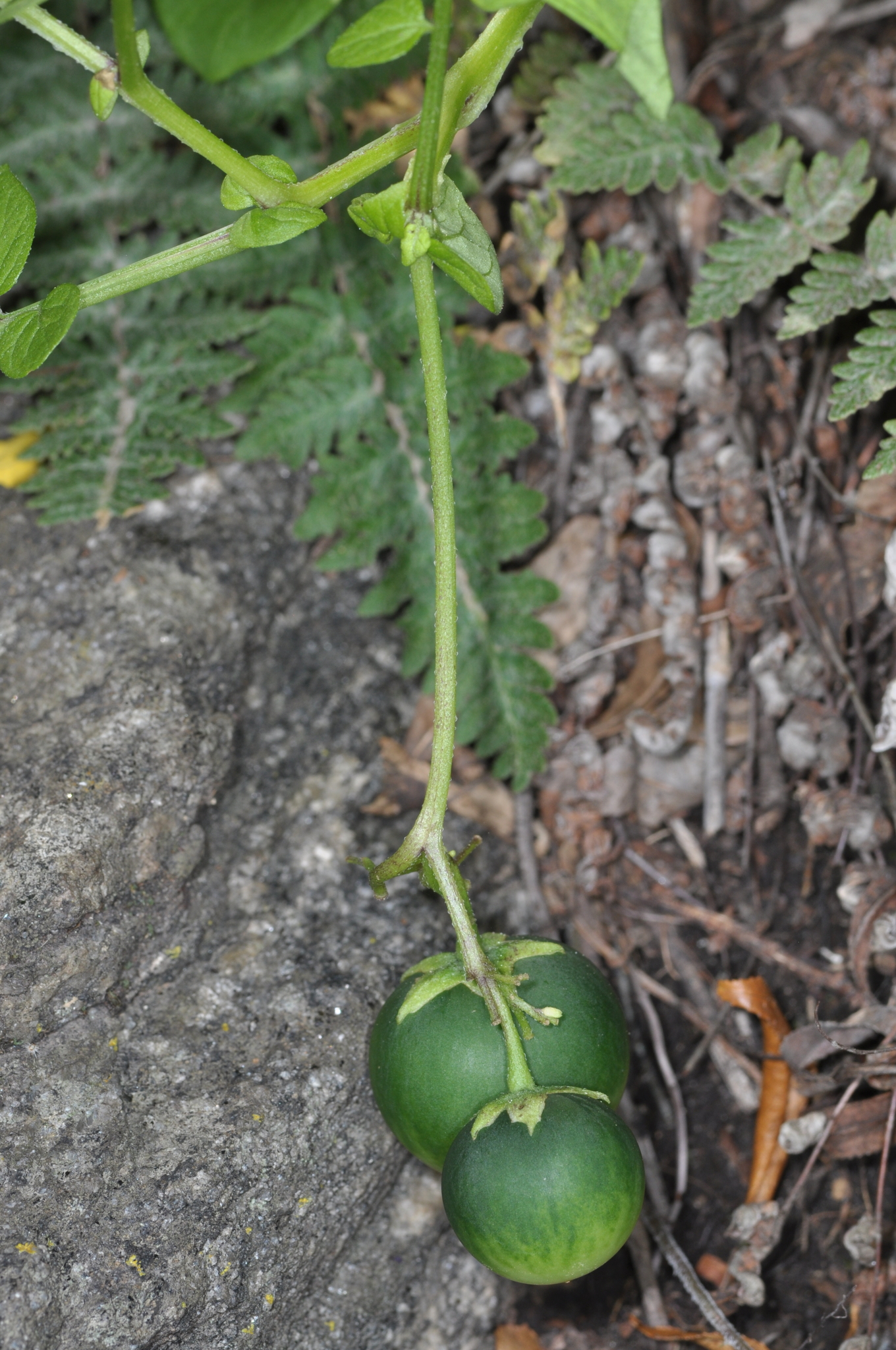 Solanum chacoense Bitter