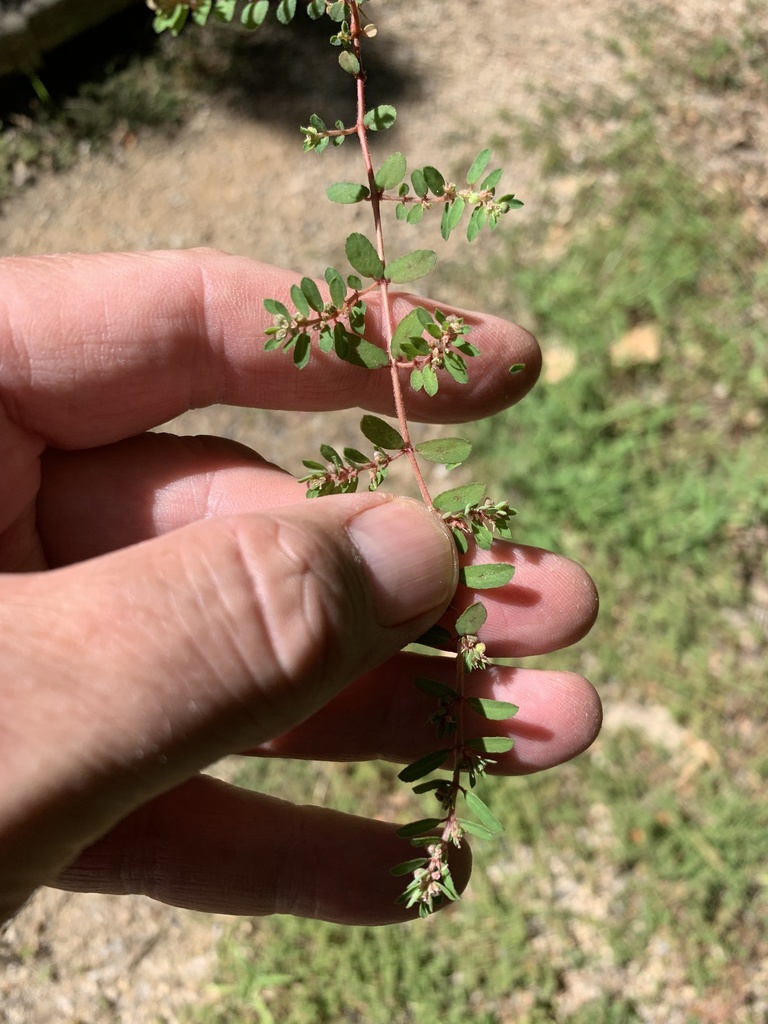 Spotted spurge from WC, ZA on February 28, 2021 at 03:10 PM by Dave ...