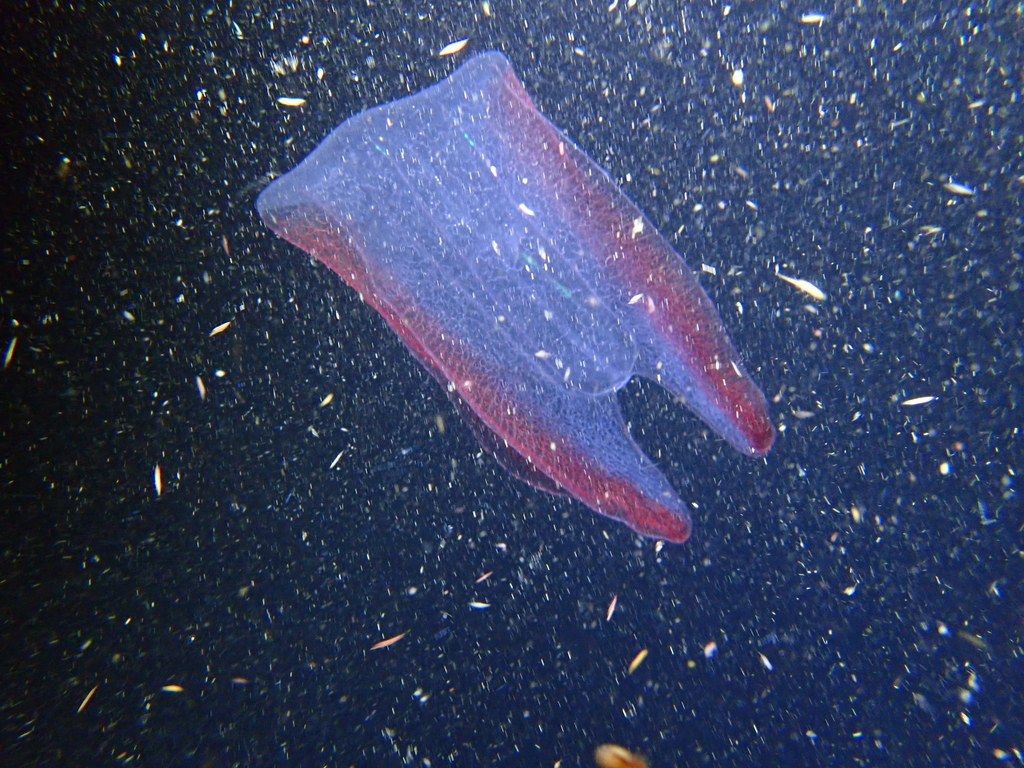 Winged Pocket Comb Jelly from N Mole Dr, North Fremantle WA 6159 ...