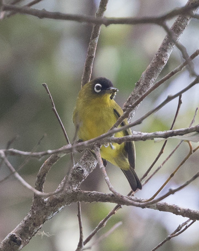 Capped White-eye (Capped) (Subspecies Zosterops fuscicapilla ...