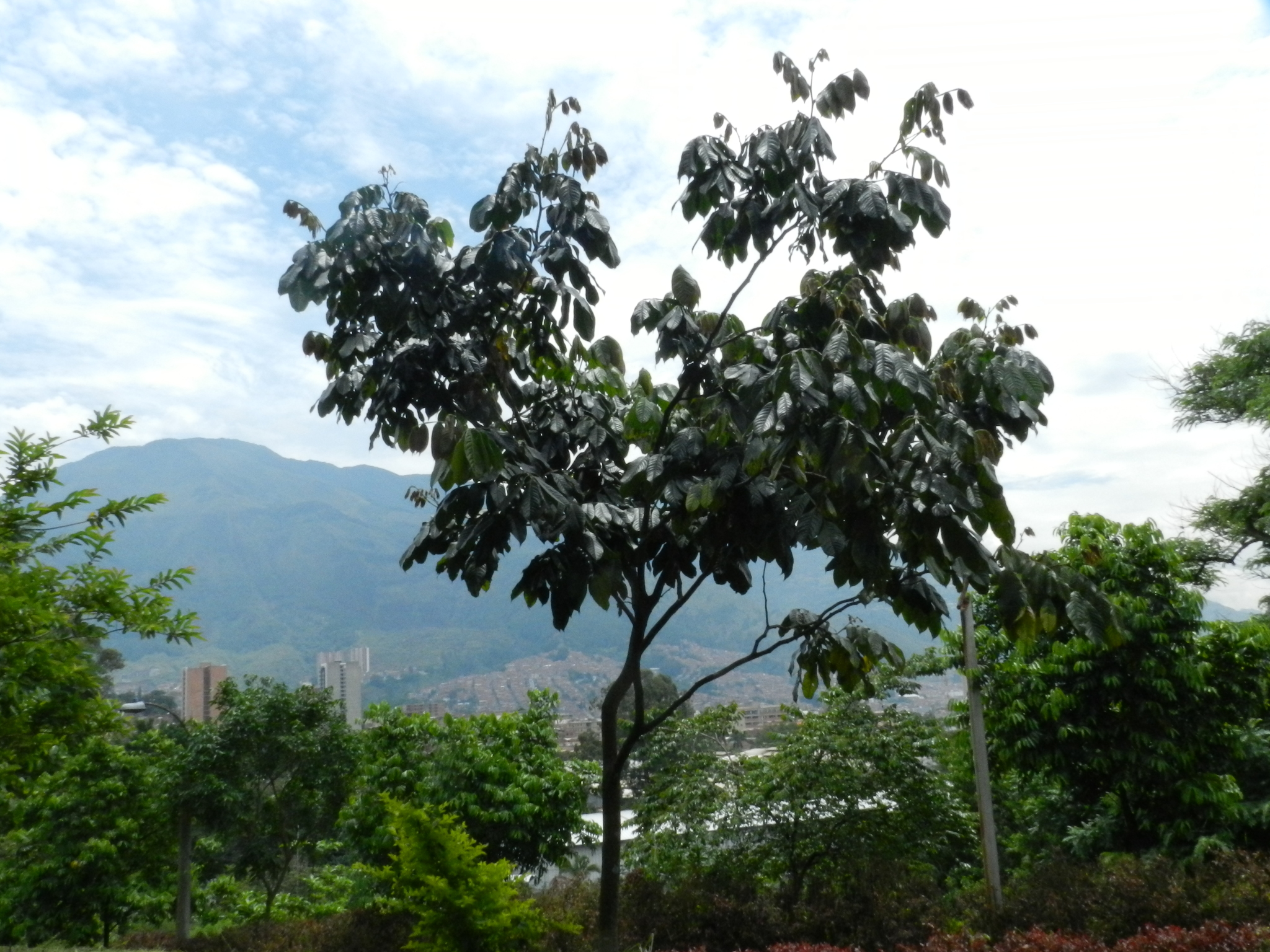 Inga spectabilis (Vahl) Willd.