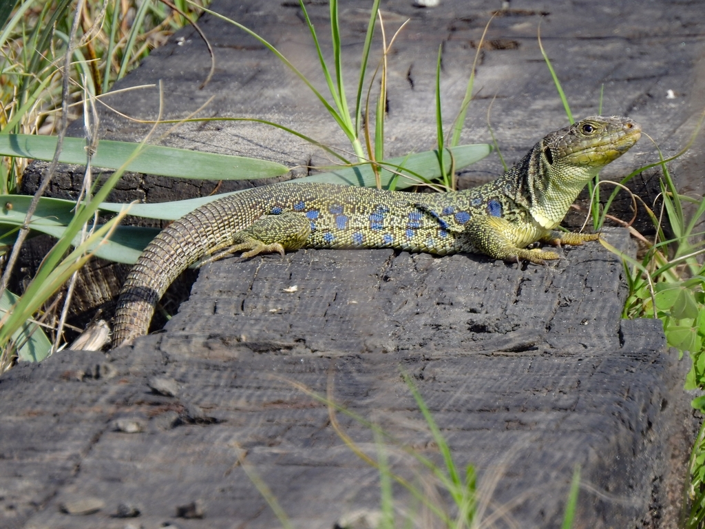 Ocellated lizard in February 2021 by Luís Lourenço · iNaturalist