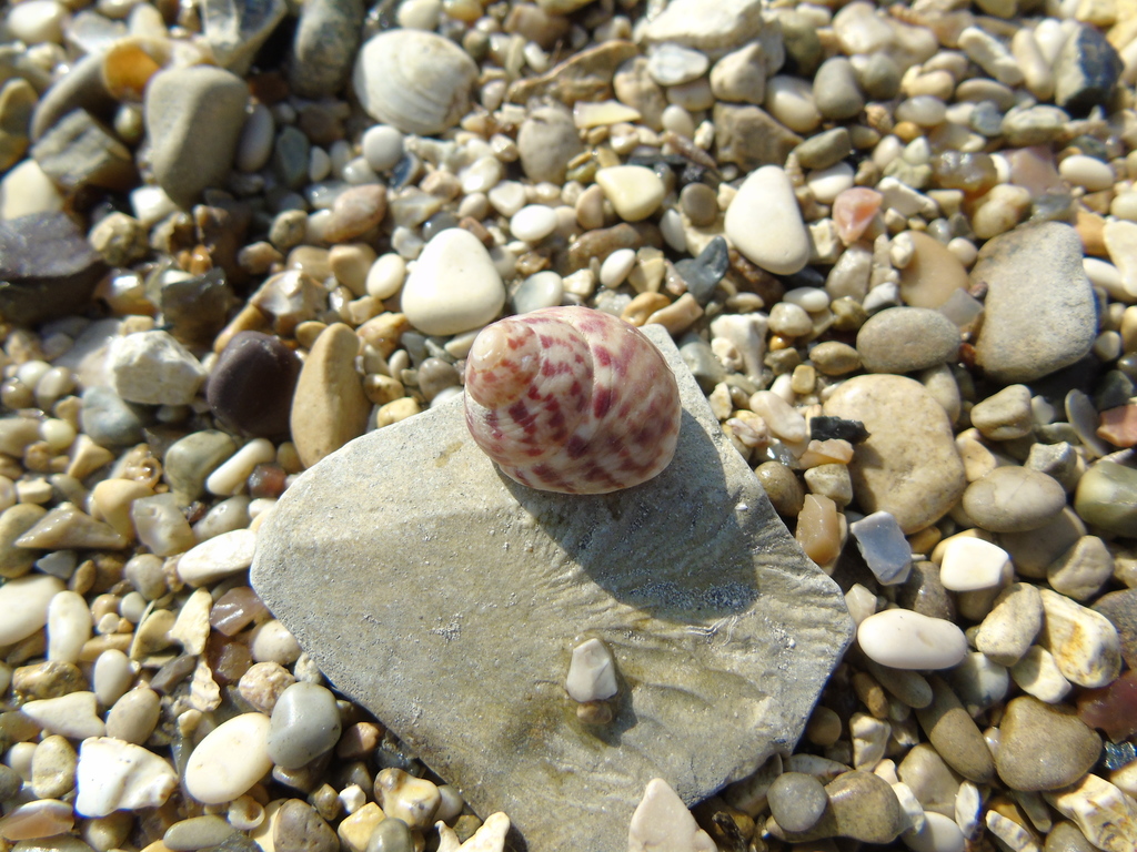 Phorcus mutabilis from Επτάνησα, Ελλάδα on February 28, 2021 at 11:25 ...