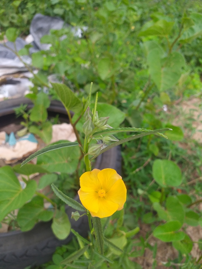 Sida angustissima from Areias II, Iguatu - CE, 63500-000, Brasil on ...