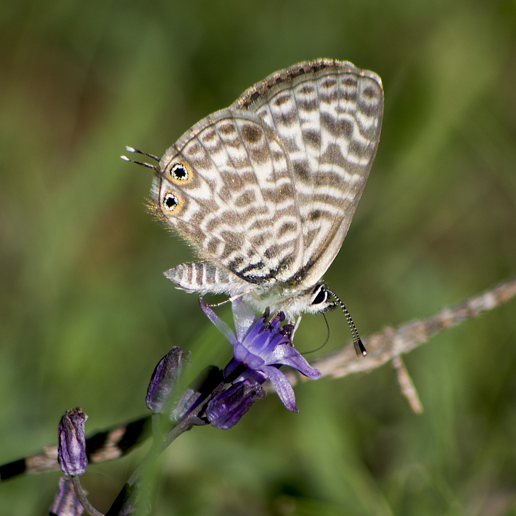 Common Blue Complex (Mbuluzi Butterflies) · iNaturalist