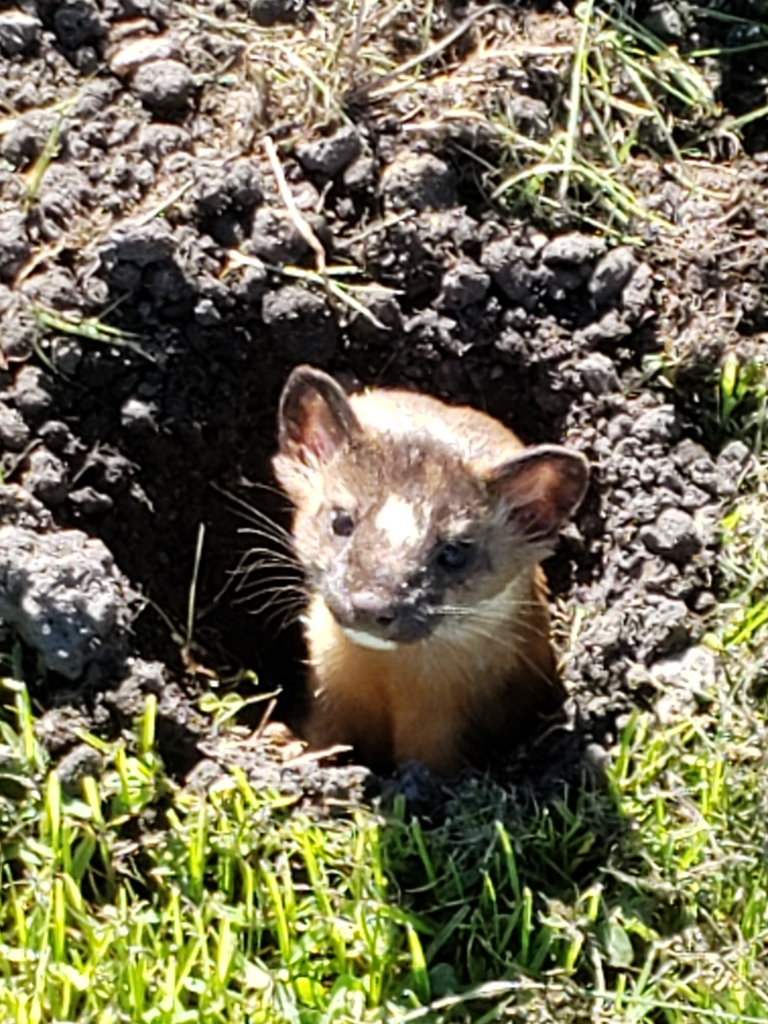 Long-tailed Weasel from Half Moon Bay, CA, USA on February 28, 2021 at ...